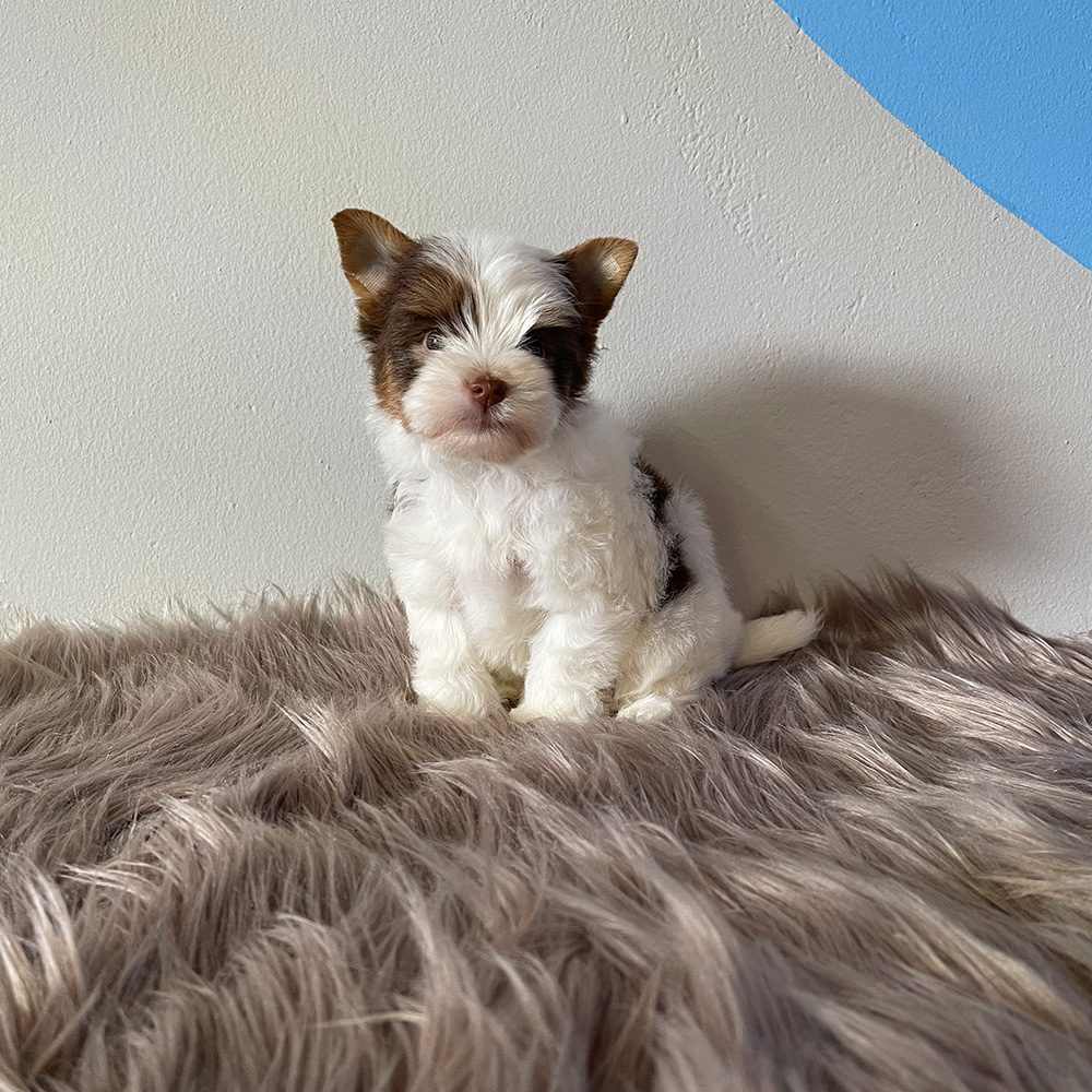 Billy • Karmic Pets