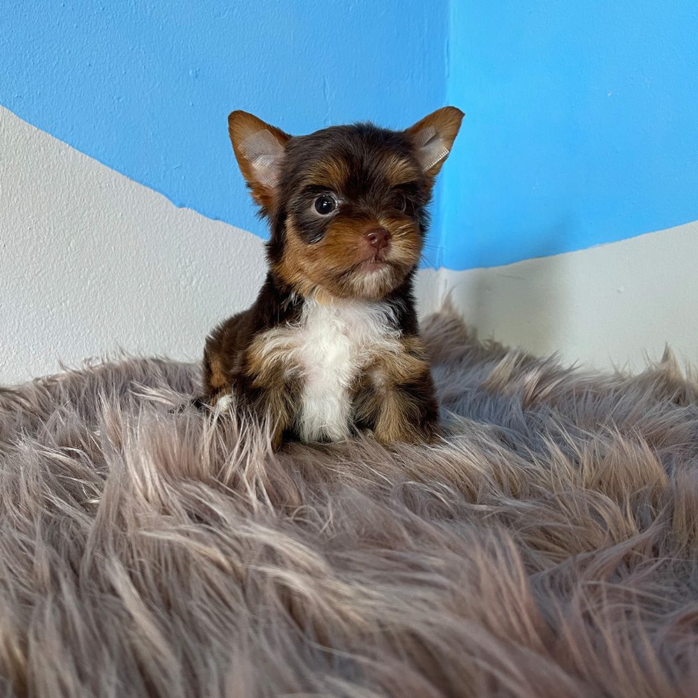 Toni • Karmic Pets