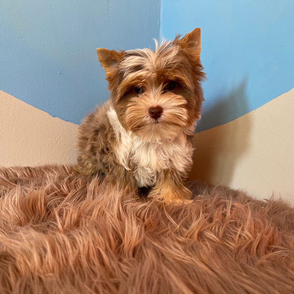 Aero • Karmic Pets