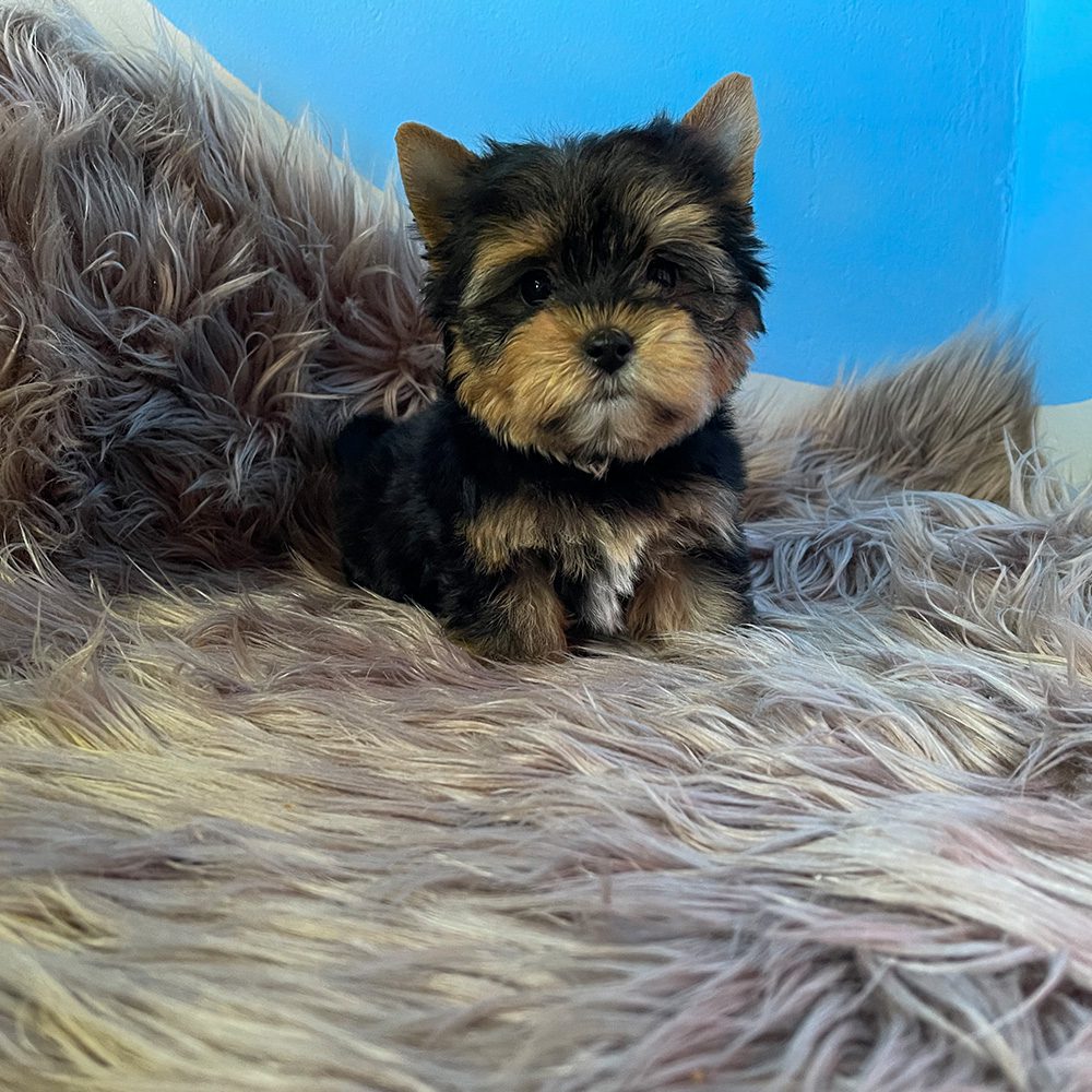 Cutest Available Yorkshire Terrier Puppies • Karmic Pets