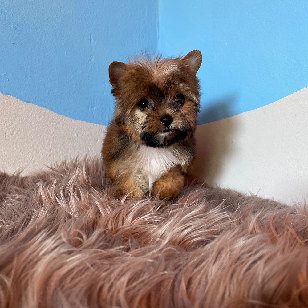 Princess Jasmine • Karmic Pets