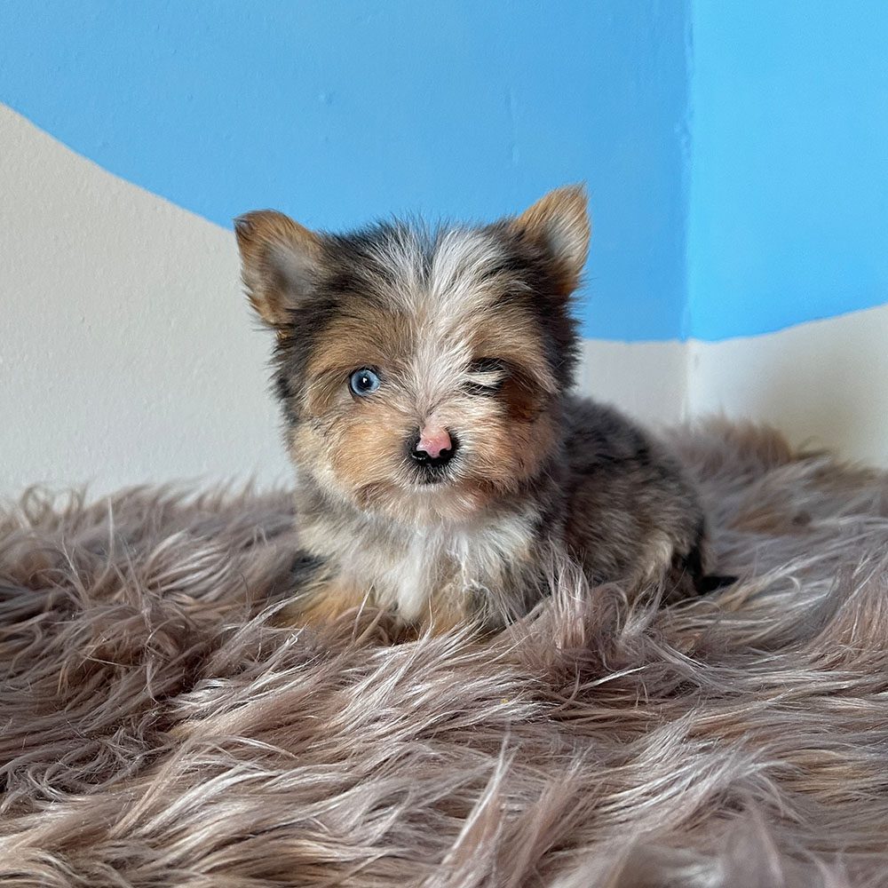 Tuca • Karmic Pets