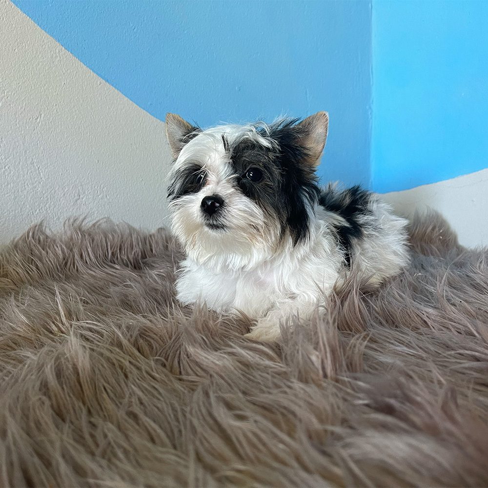 Bella • Karmic Pets