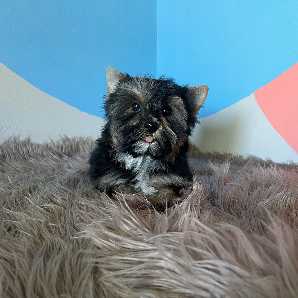 Billy • Karmic Pets