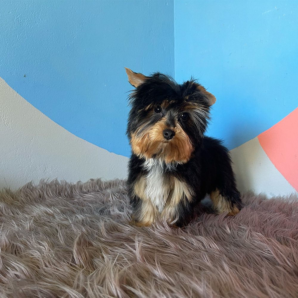 Dusty • Karmic Pets