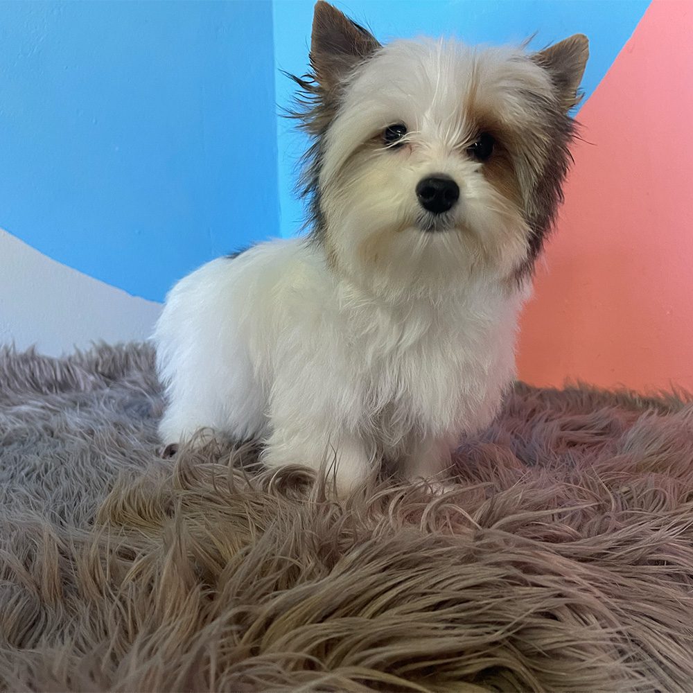 Jackie • Karmic Pets