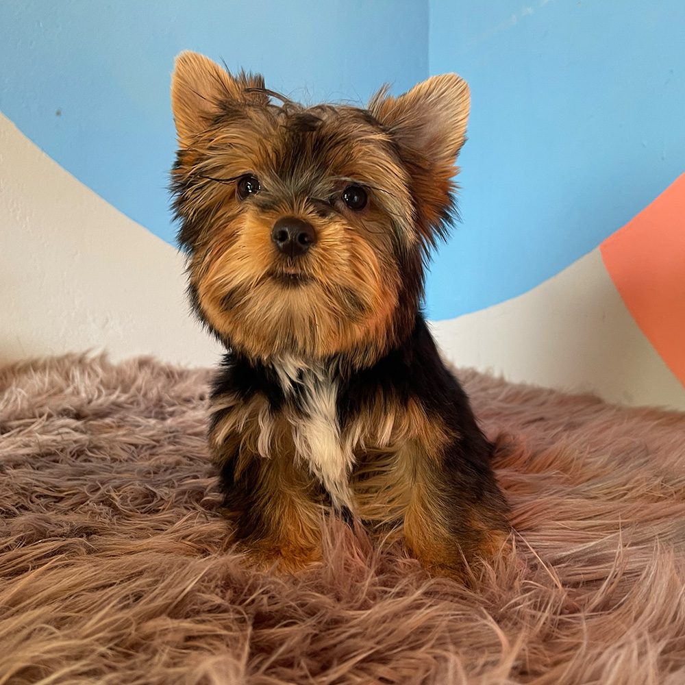 Isaac • Karmic Pets