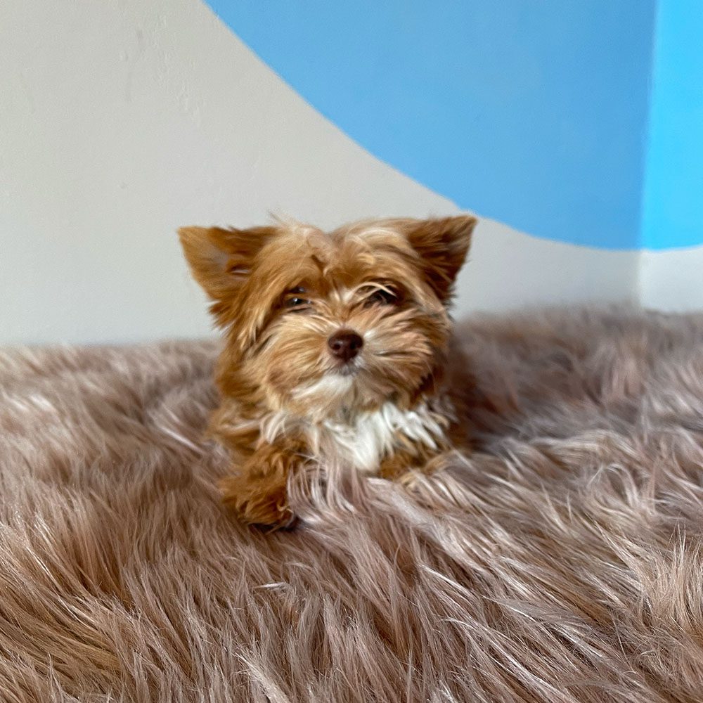 Bianca • Karmic Pets