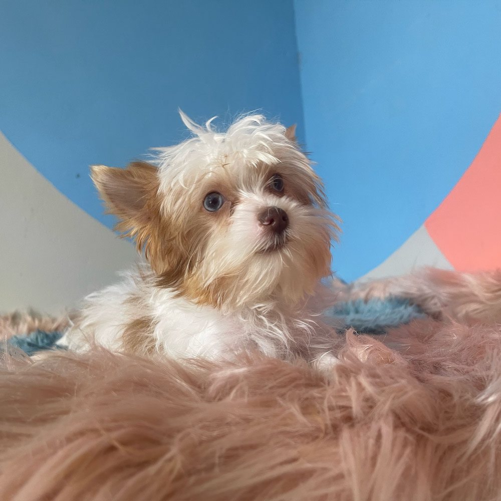 Cutest Available Yorkshire Terrier Puppies • Karmic Pets