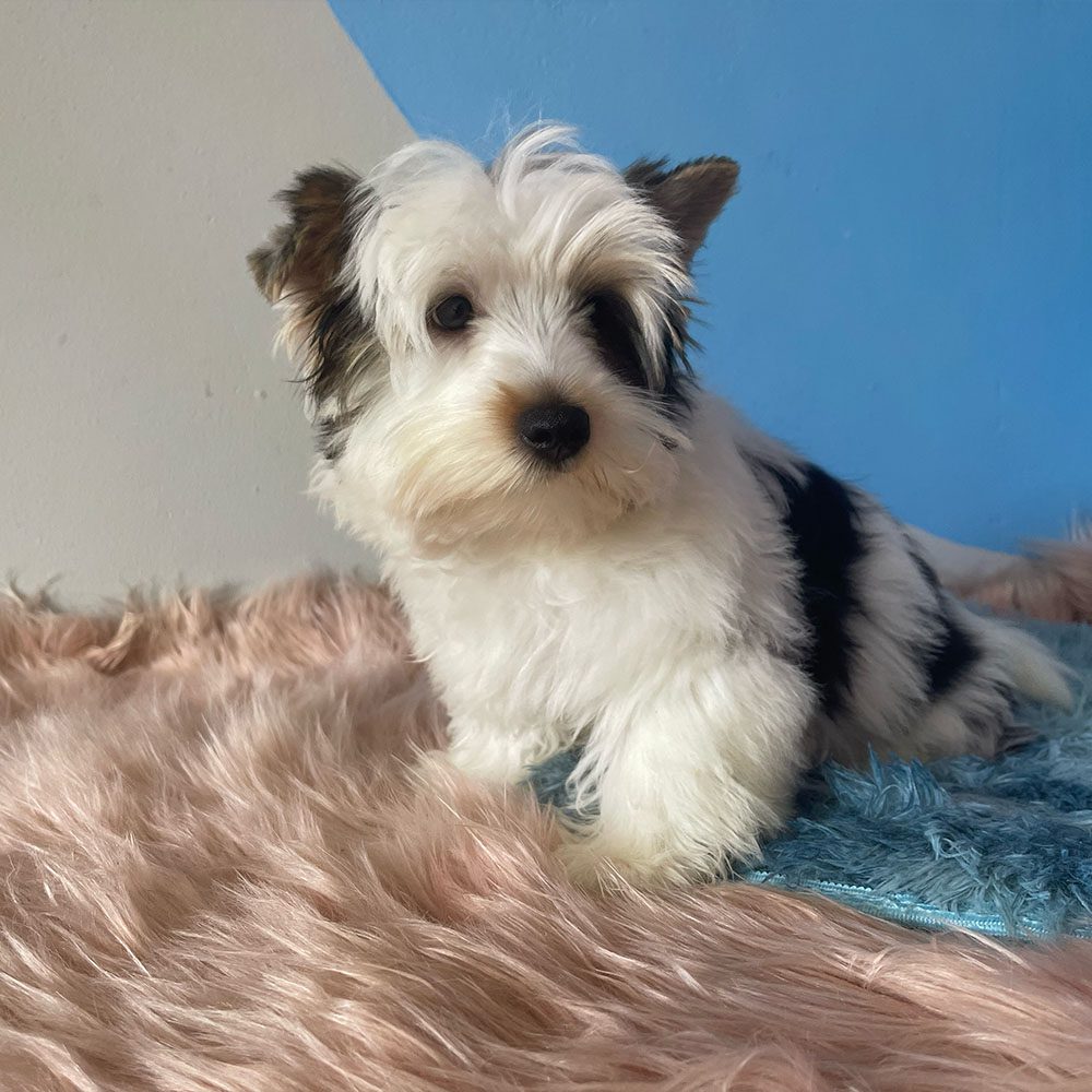 Top Deck • Karmic Pets