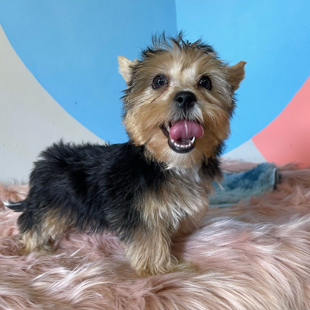 Cheeka • Karmic Pets