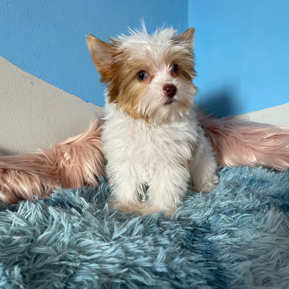 The Cutest Yorkies in South Africa • Karmic Pets