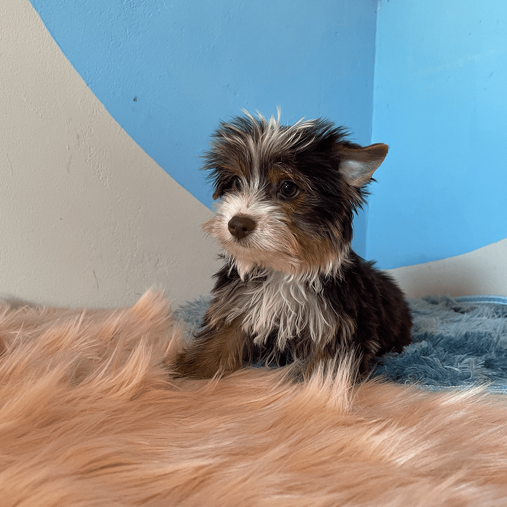 Aero • Karmic Pets