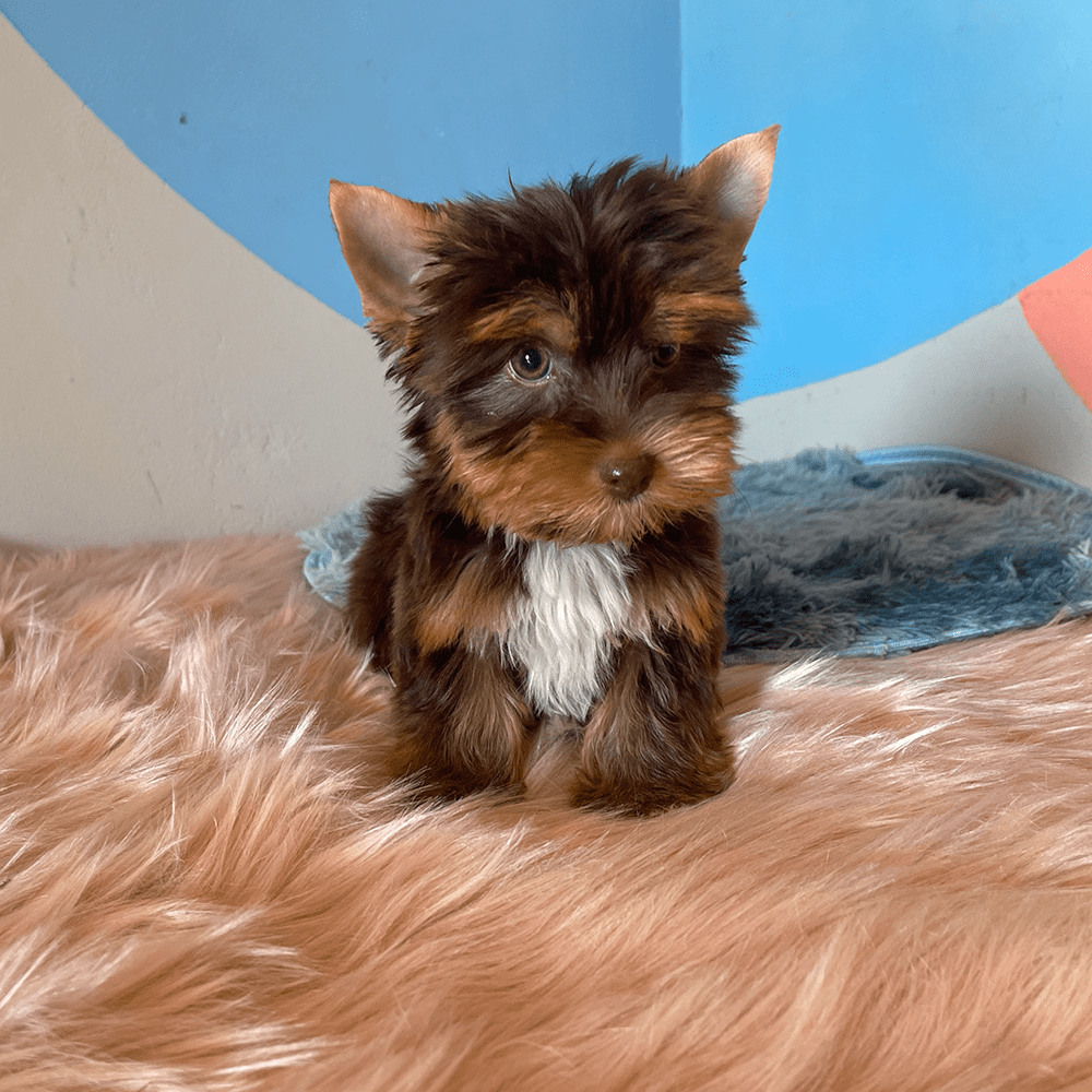 Astra • Karmic Pets