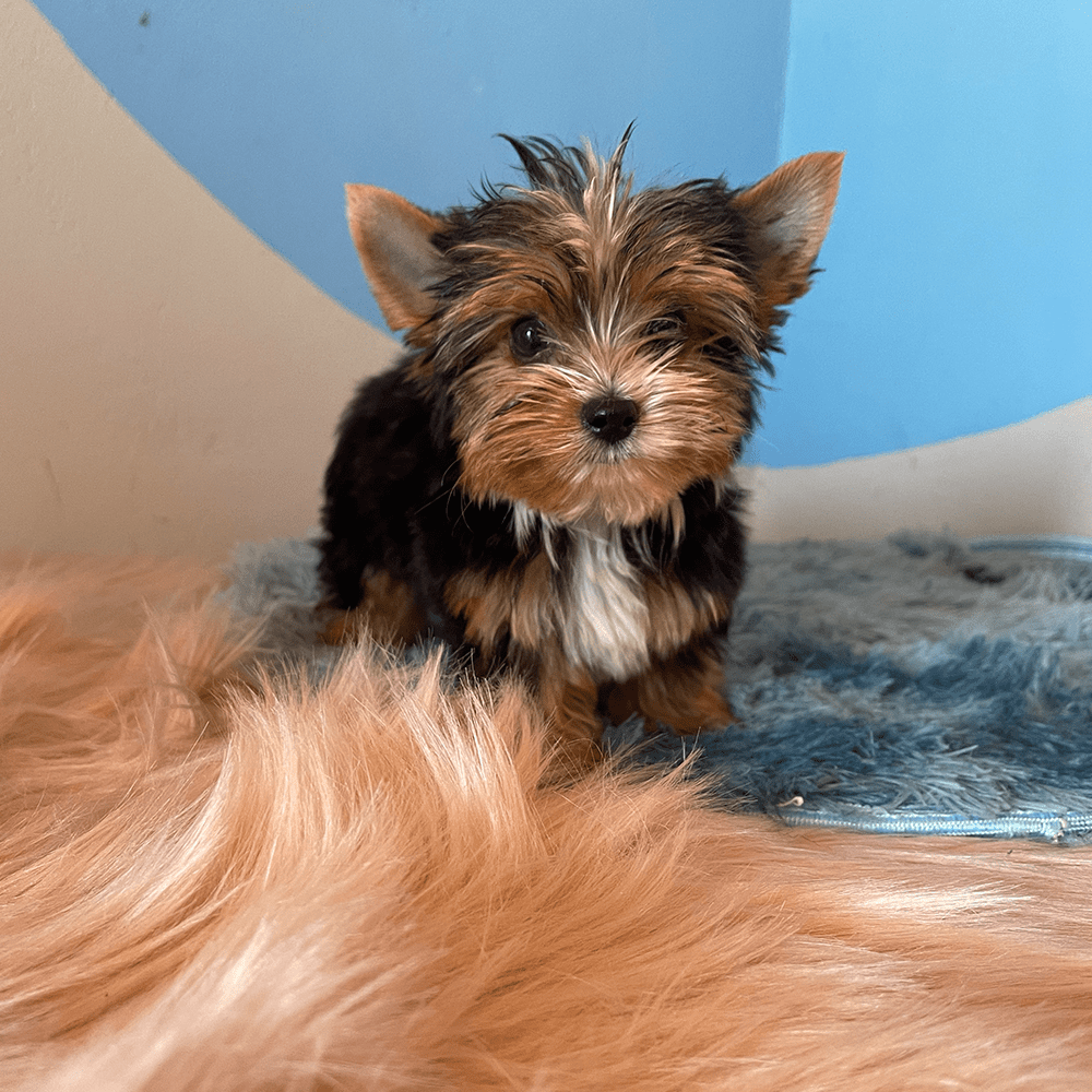 Blade • Karmic Pets