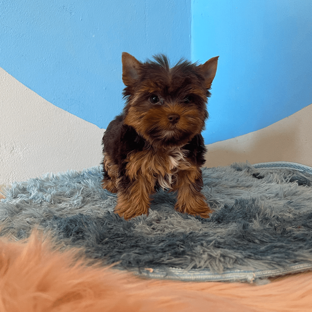 Checka • Karmic Pets