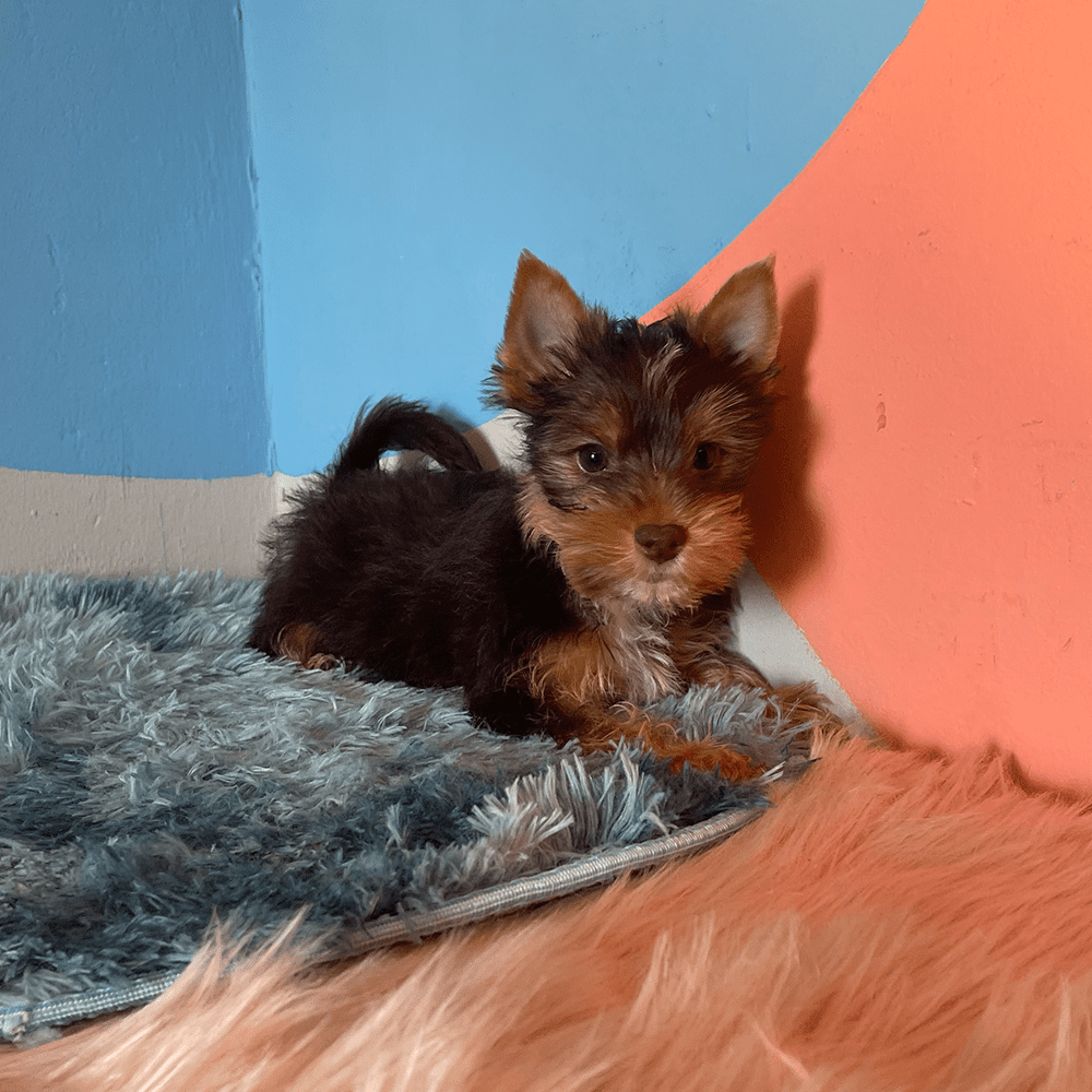 Raffaello • Karmic Pets