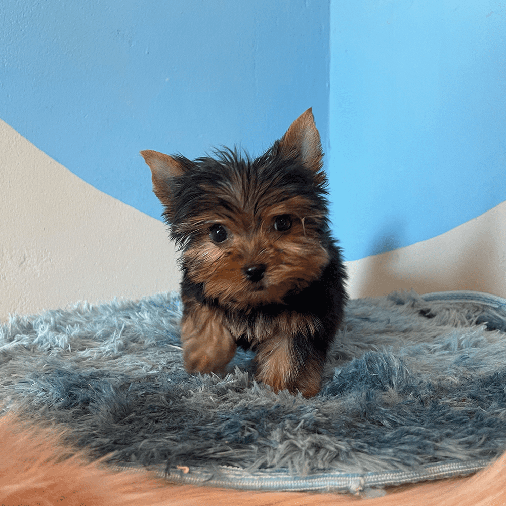 Roxy • Karmic Pets