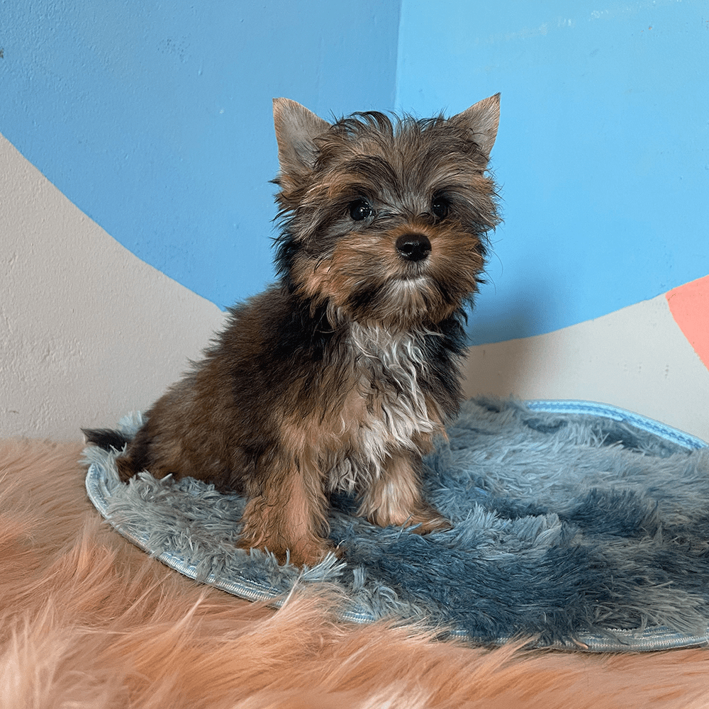 Sonic • Karmic Pets