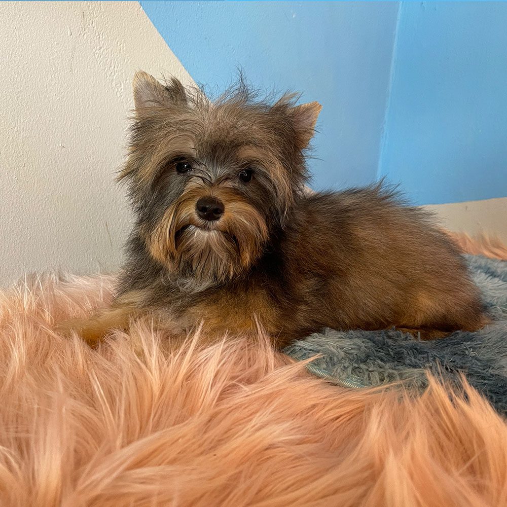 Sonic • Karmic Pets