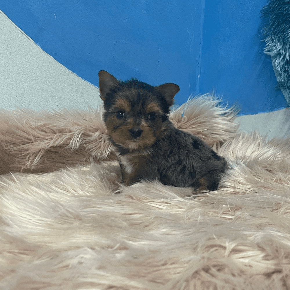 Dash • Karmic Pets