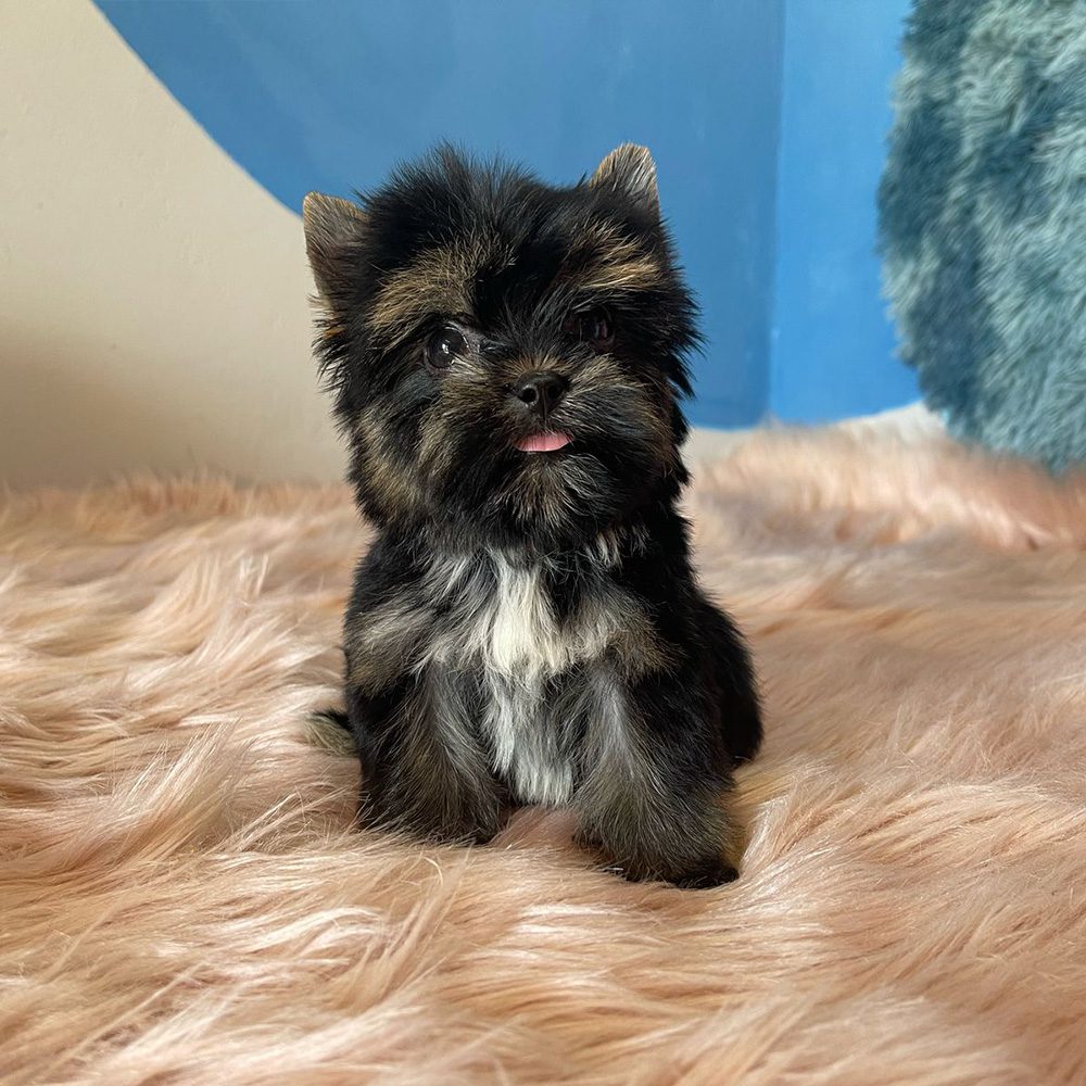 Diana • Karmic Pets